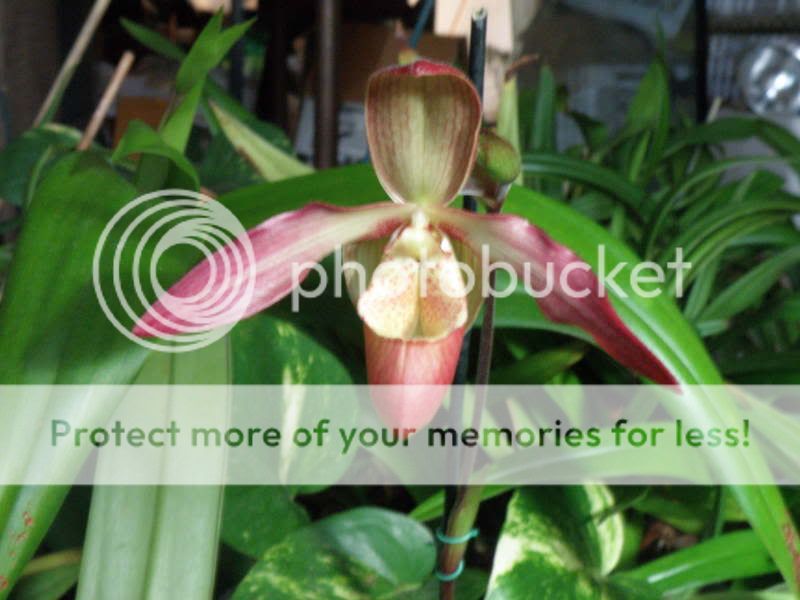 Phrag. Inca Embers | Slippertalk Orchid Forum