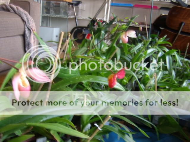 Phrag. Cape Sunset (Eric Young x schlimii) | Slippertalk Orchid Forum