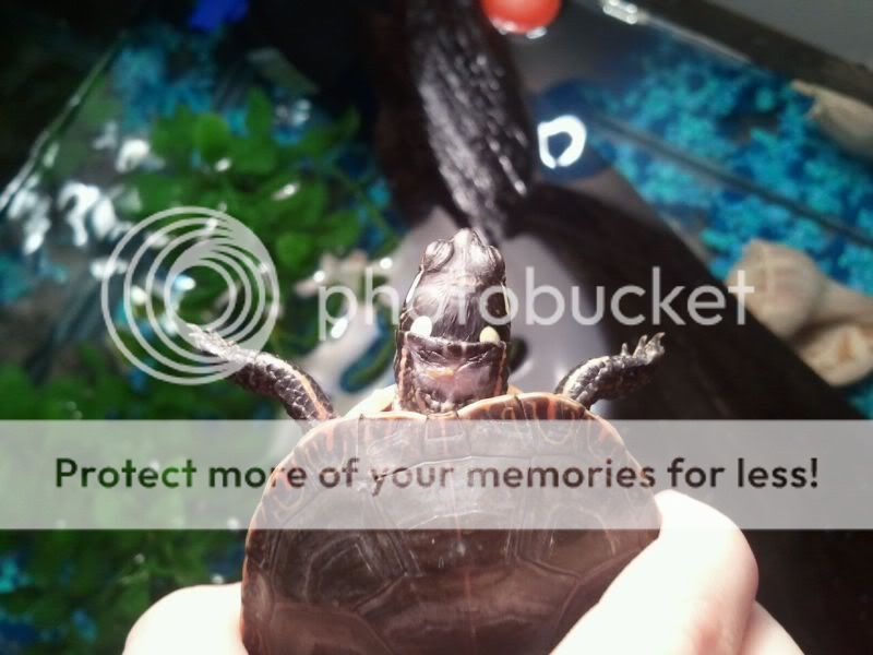 Possible Septicemia, 5(ish)month old Painted - Basking Log - Turtle Forum