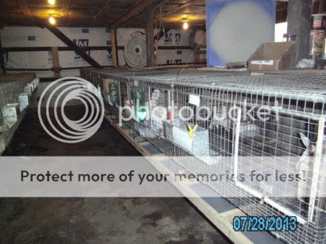 Hanging vs. Stacked Cages | Rabbit Talk - Meat Rabbit & Farming Forum